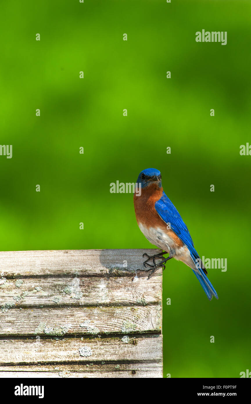 Bluebird sitting on top a bluebird house looking straight ahead Stock ...