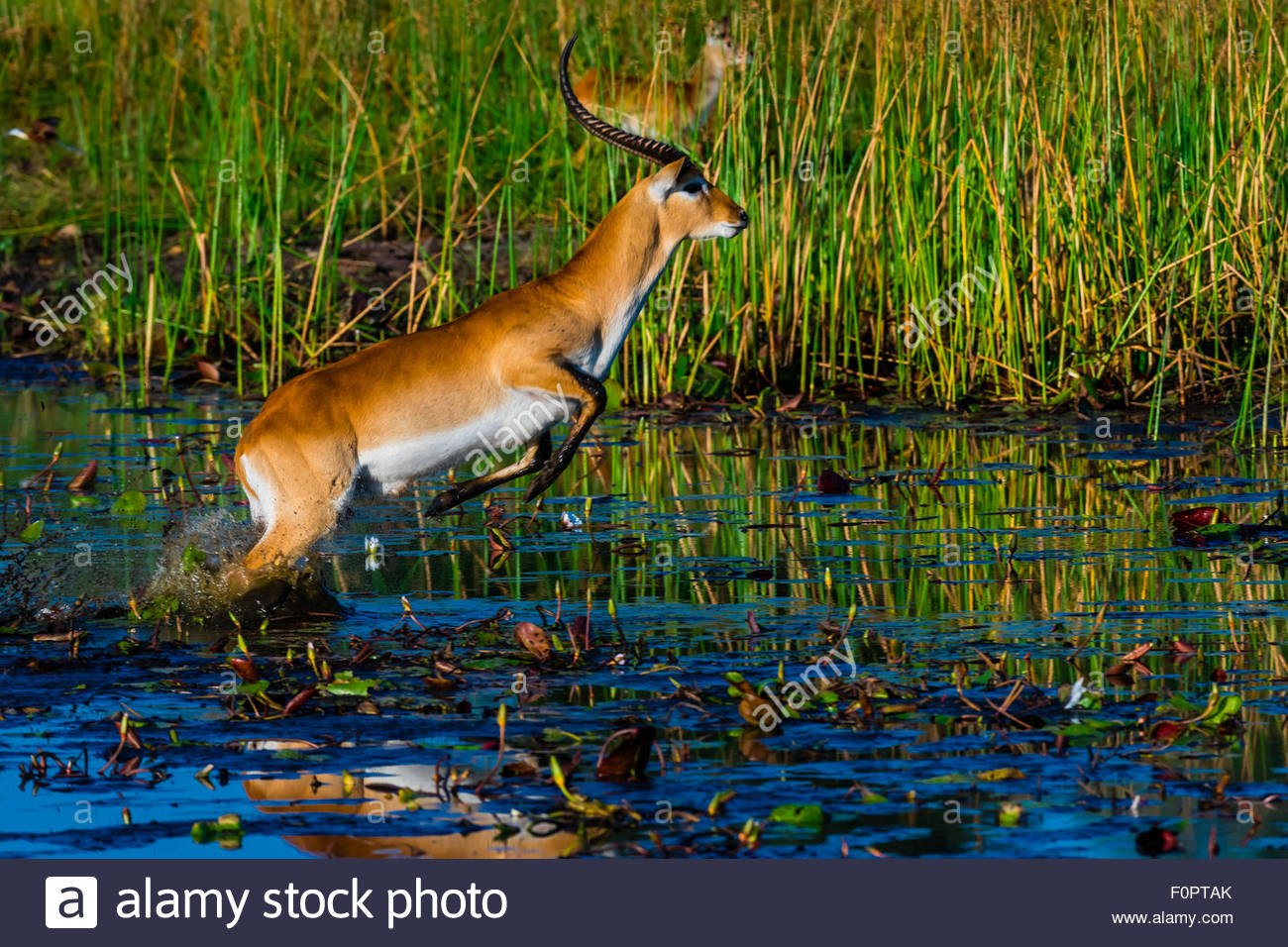 Antelope Jumping High Resolution Stock Photography and Images - Alamy