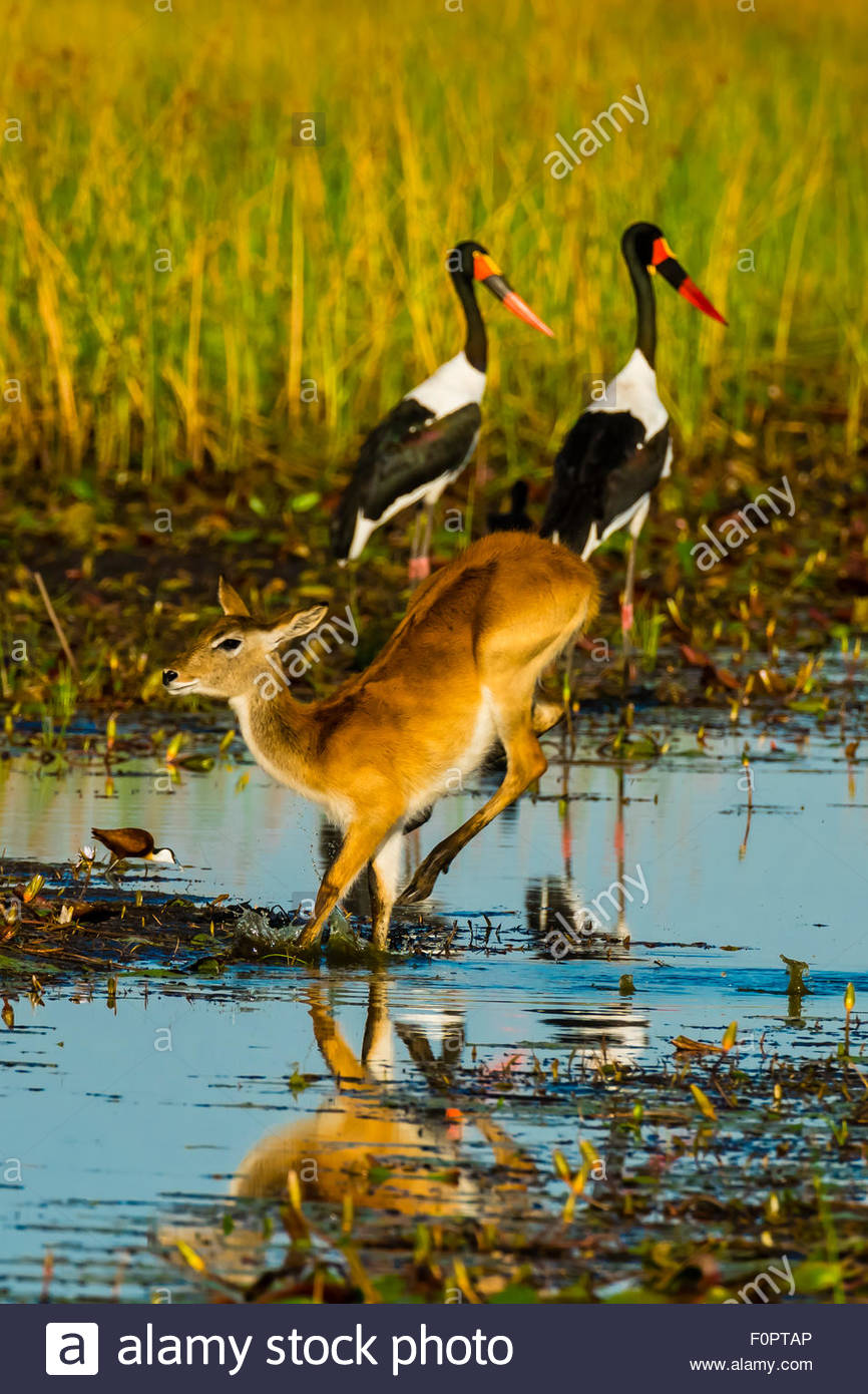 Antelope Jumping High Resolution Stock Photography and Images - Alamy
