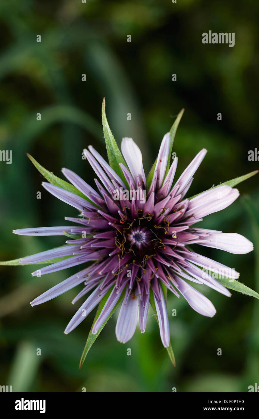 Purple goatsbeard hi-res stock photography and images - Alamy