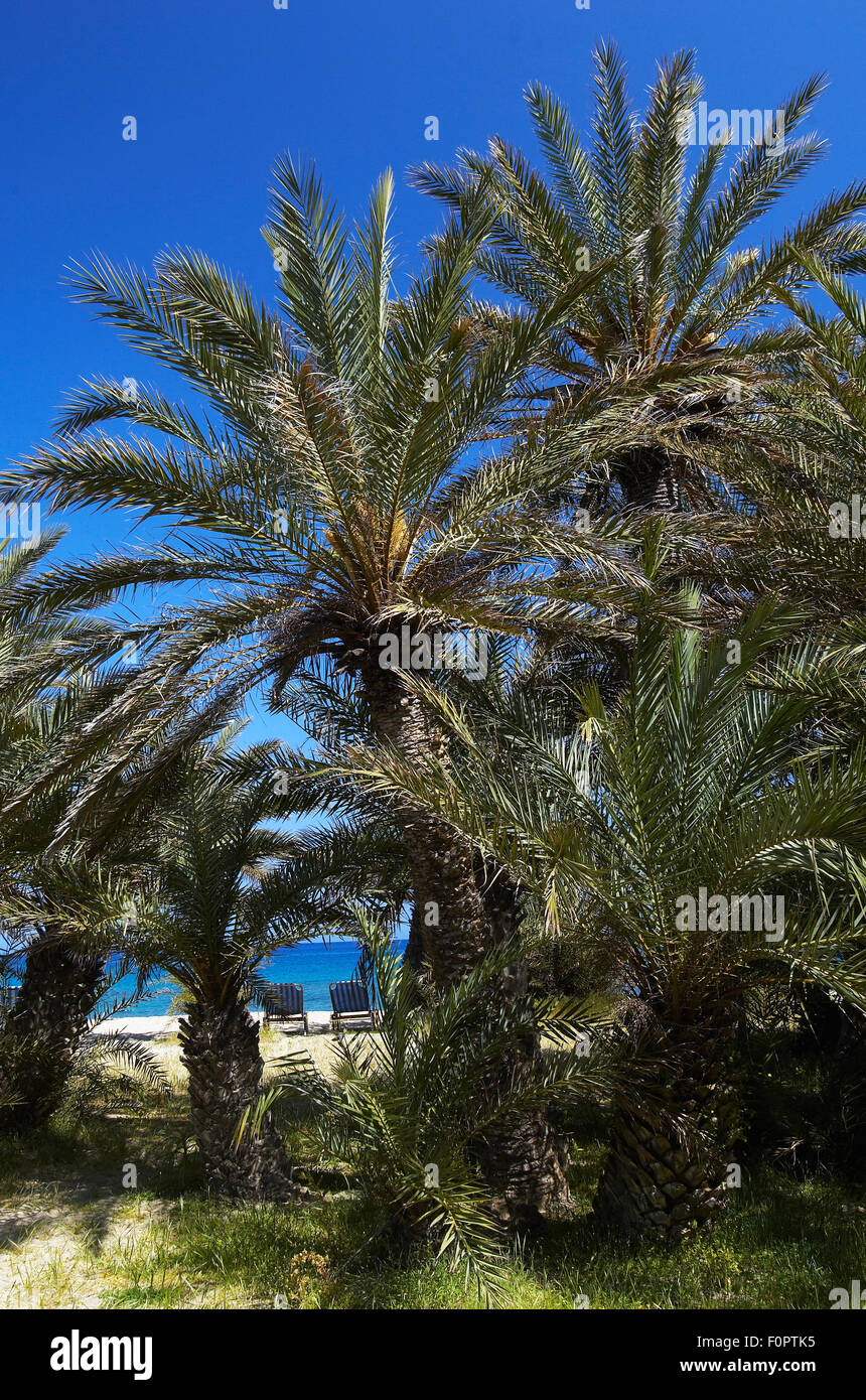 Cretan date palm (Phoenix theophrasti) trees, Vai, Crete, Greece, April 2009 Stock Photo - Alamy