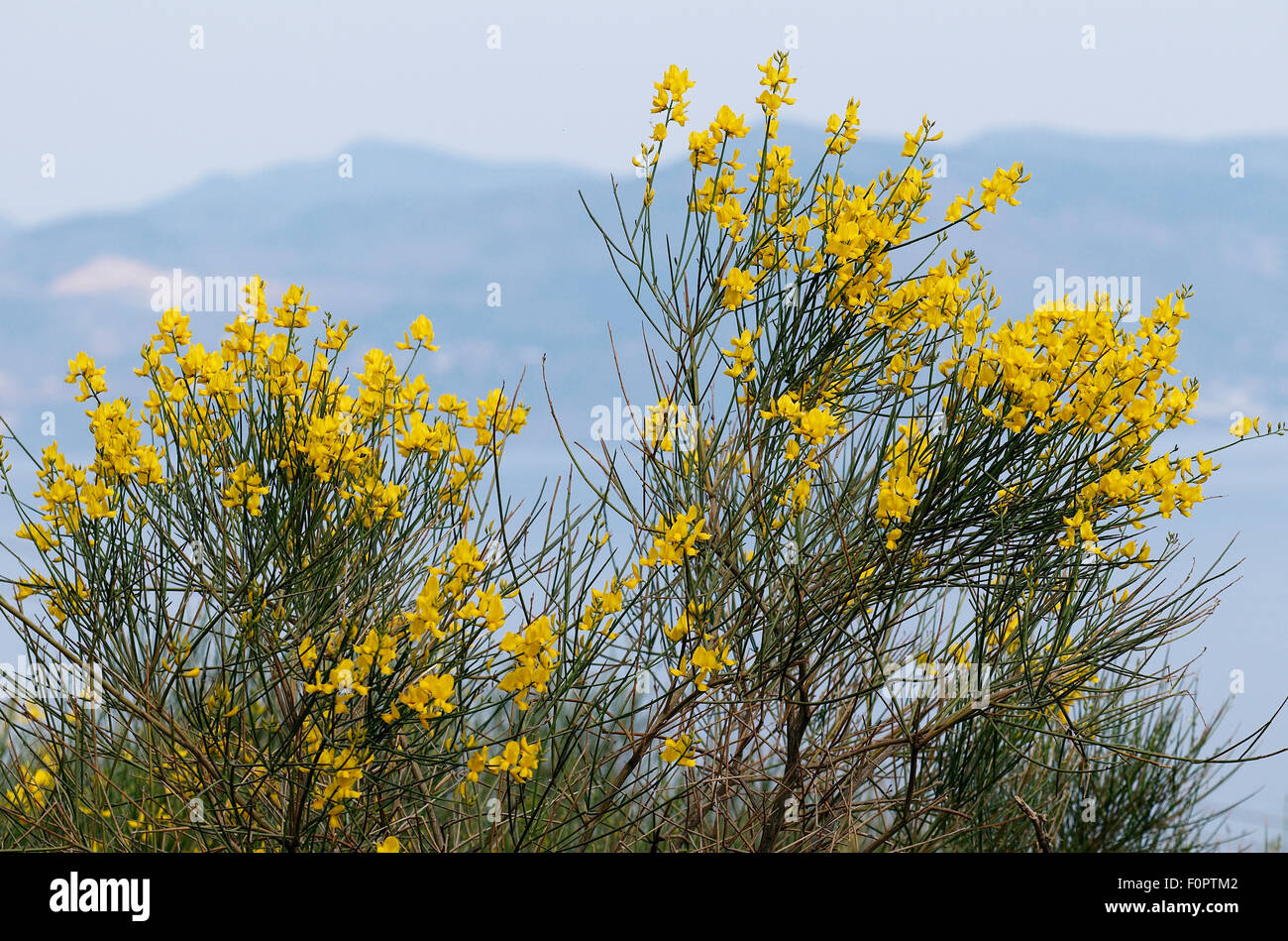 Spartium hi-res stock photography and images - Alamy