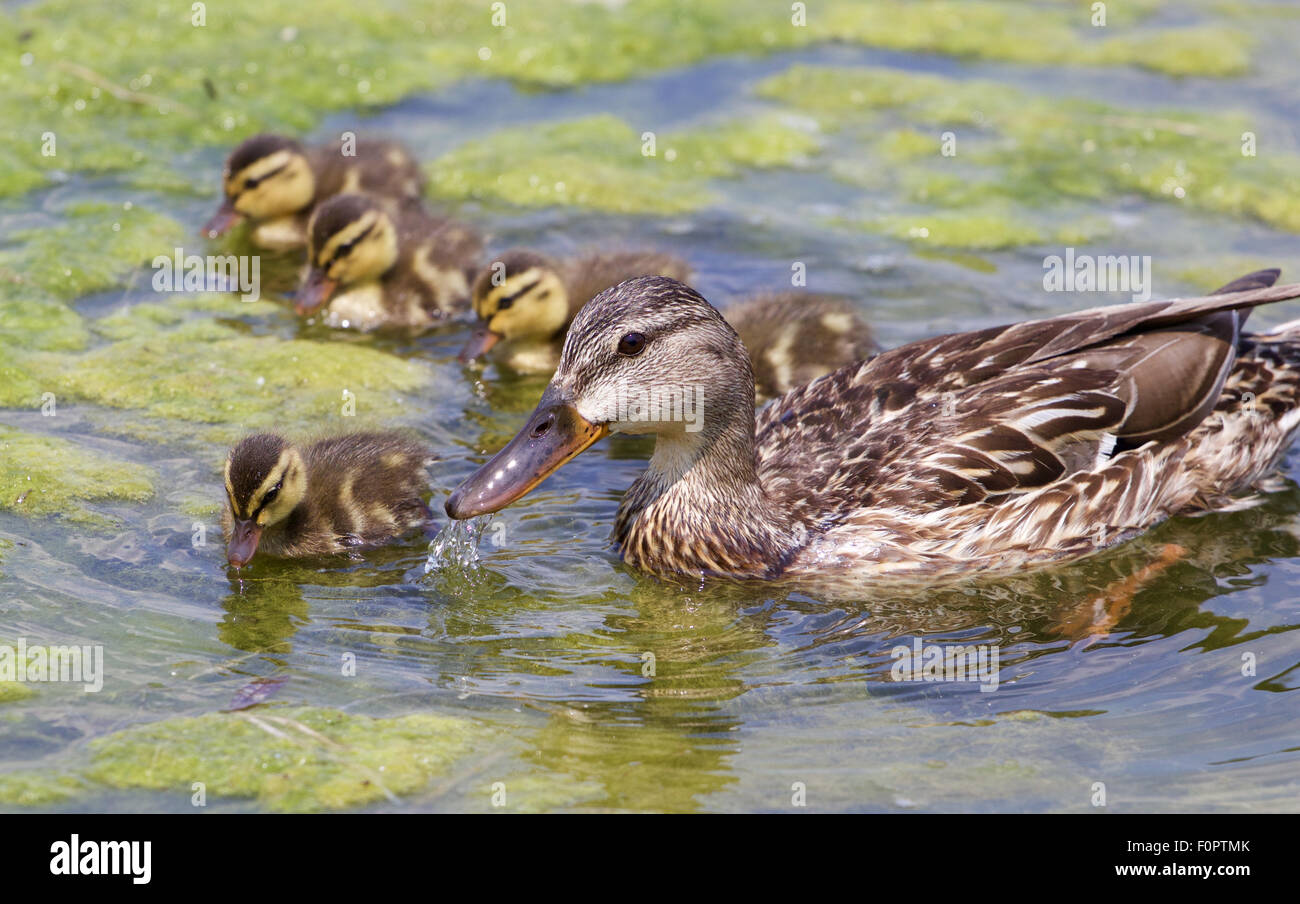 The mother-duck and five of her chicks are eating the algae Stock Photo ...