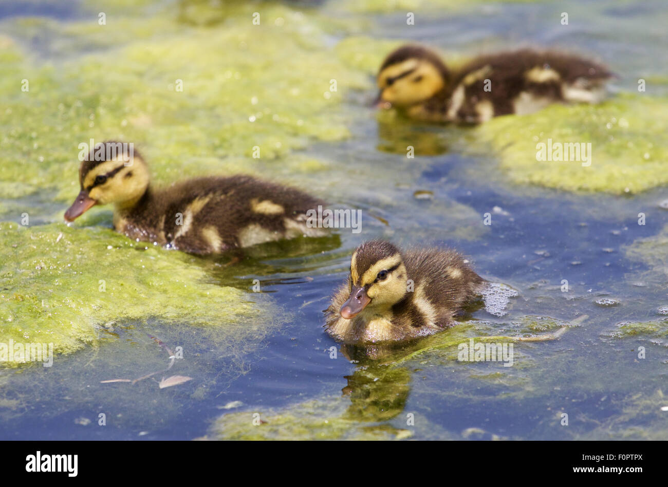 Three cute young ducks together Stock Photo - Alamy