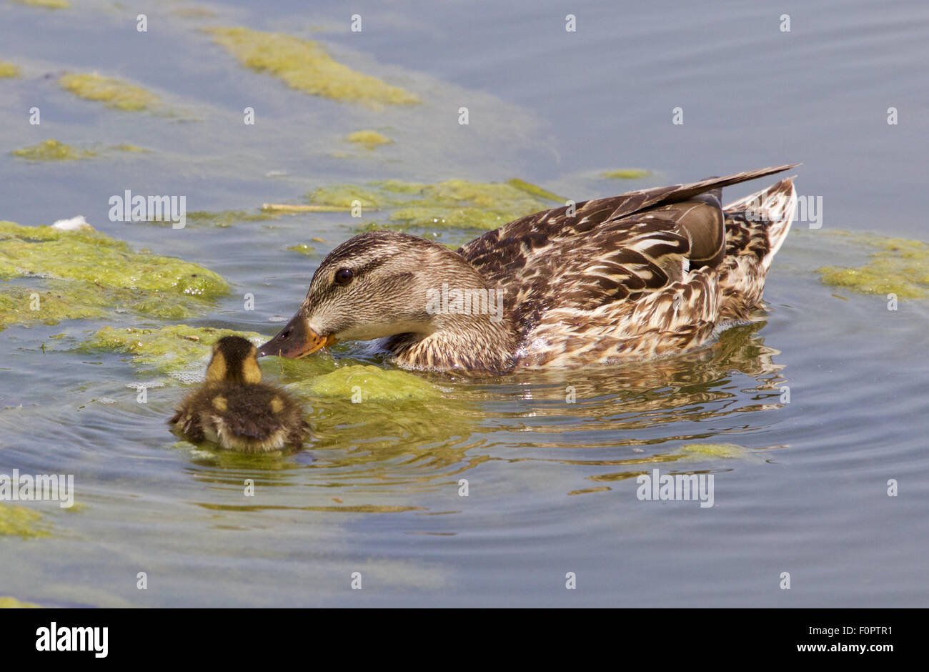 The mother-duck and her chick together Stock Photo - Alamy