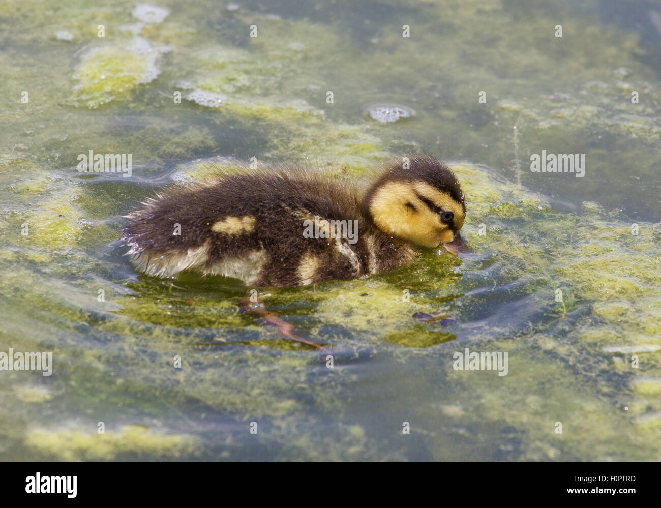 Algae in the lake hi-res stock photography and images - Alamy