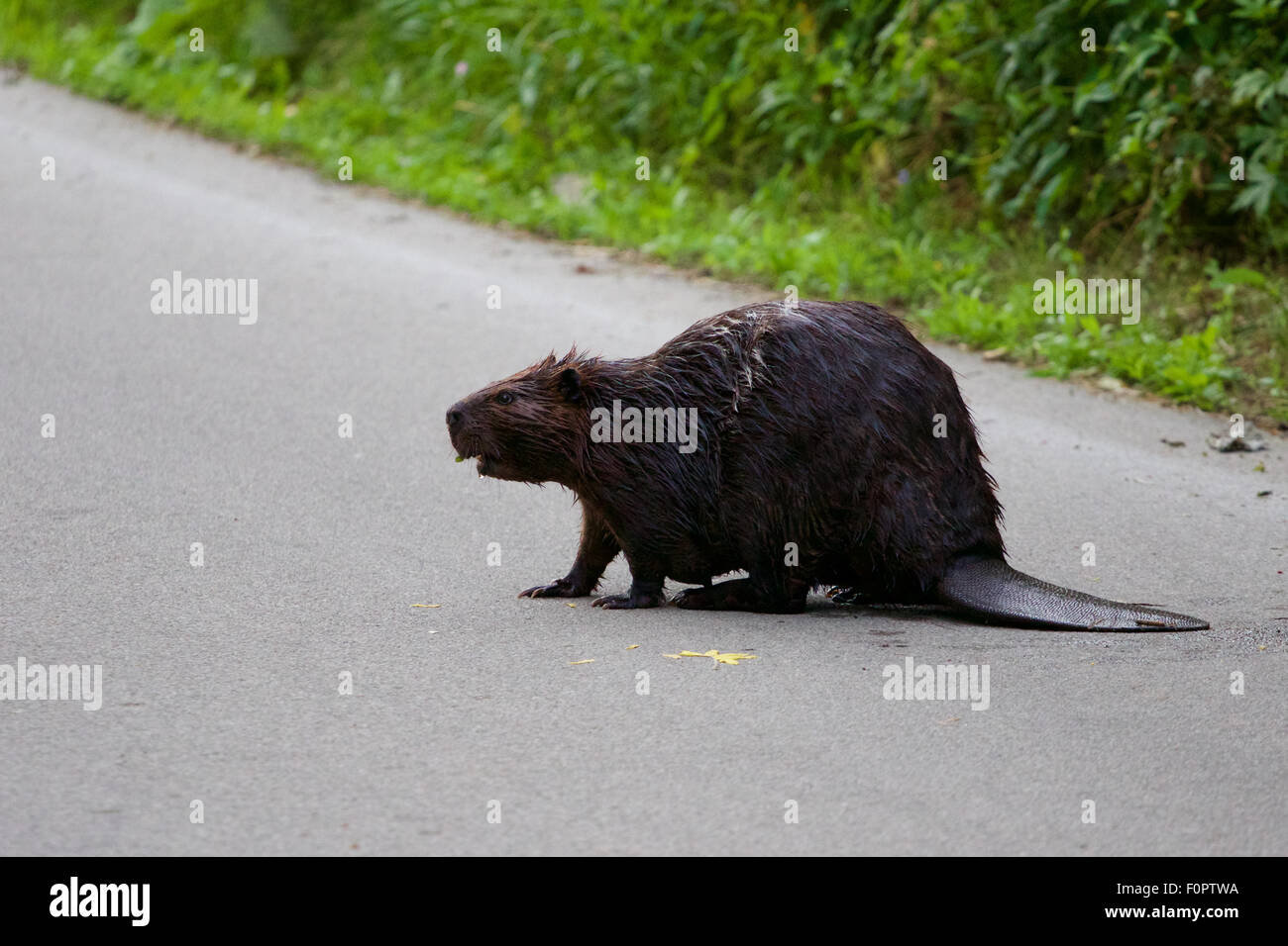 The close-up of the big North American beaver Stock Photo - Alamy