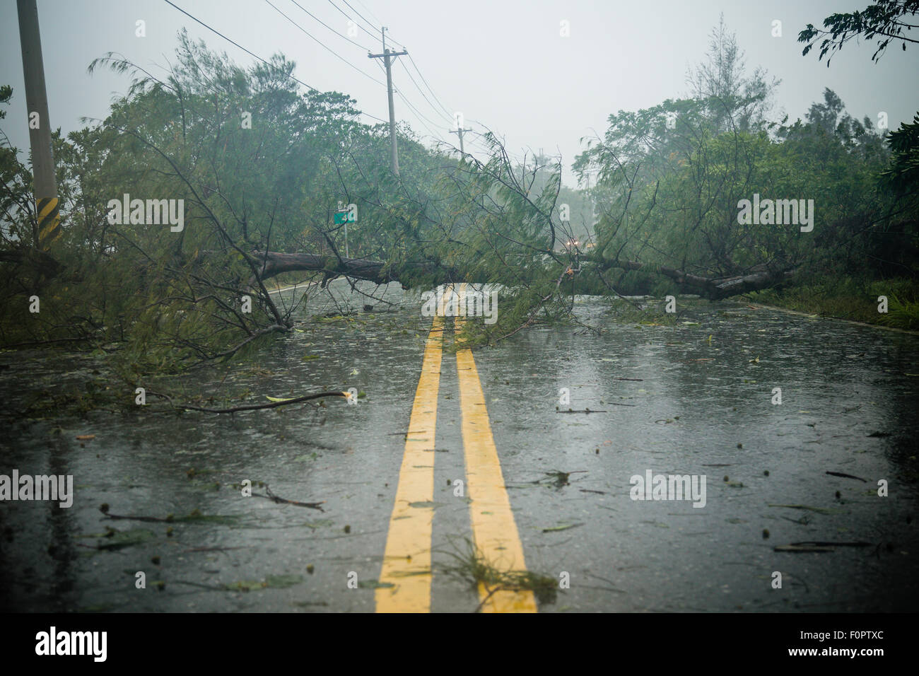 Uprooted tree blocking road during a typhoon Stock Photo - Alamy