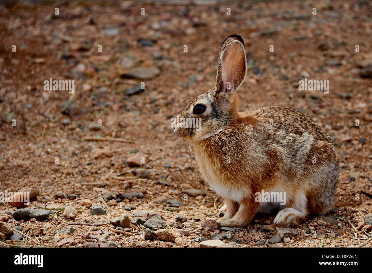 Desert cottontail rabbit sitting hi-res stock photography and images ...