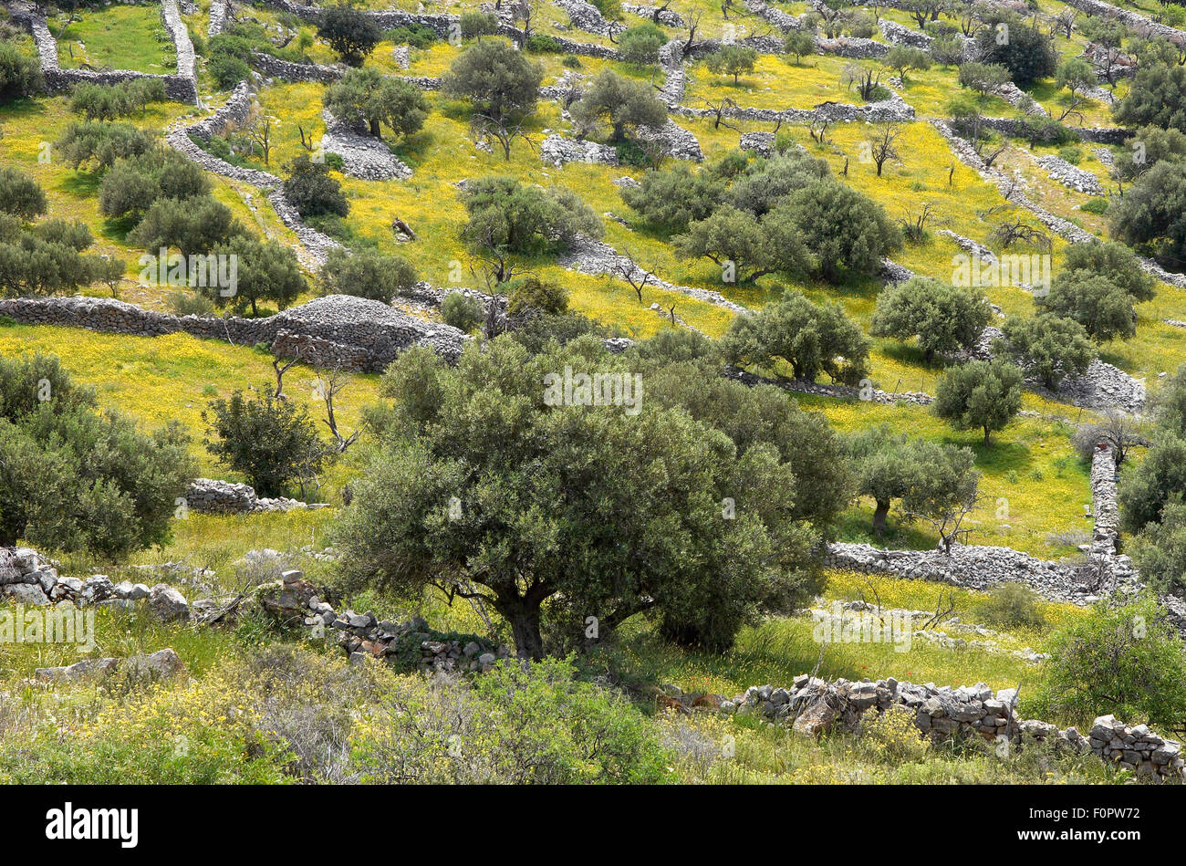 Cretan landscape with Olive trees, Epano Pines, Crete, Greece, April ...