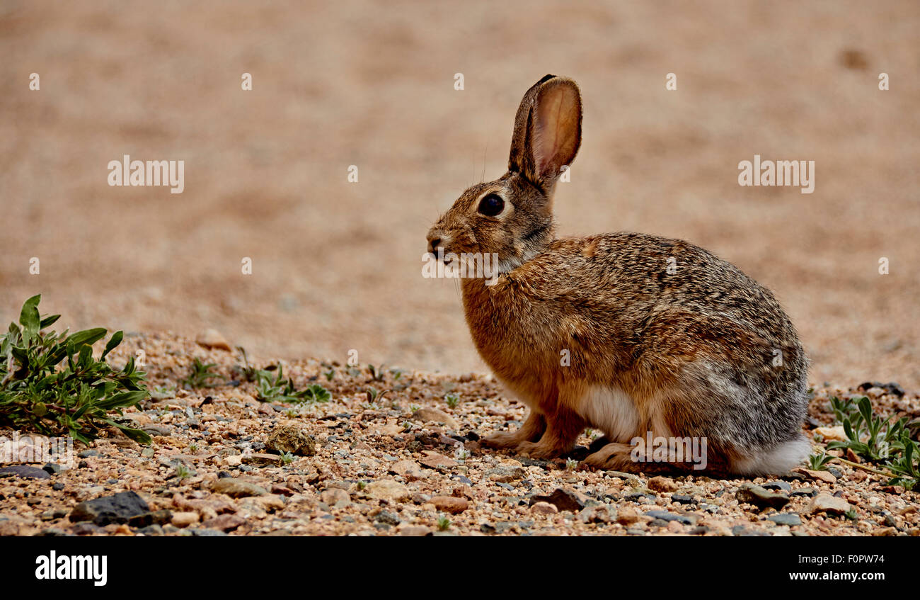 Arizona desert cottontail sitting in weeds Stock Photo - Alamy