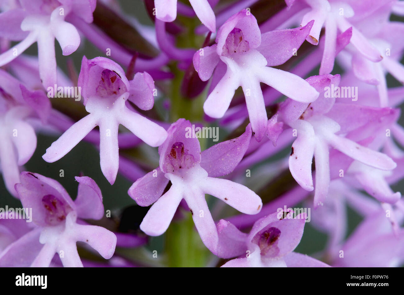 Pyramidal orchid (Anacamptis pyramidalis) close-up of flowers, Kato ...