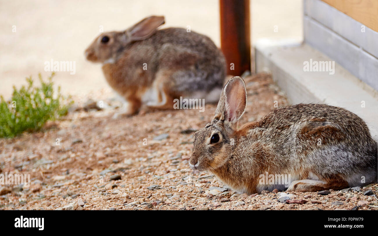 Two wild rabbits sitting against building Stock Photo - Alamy