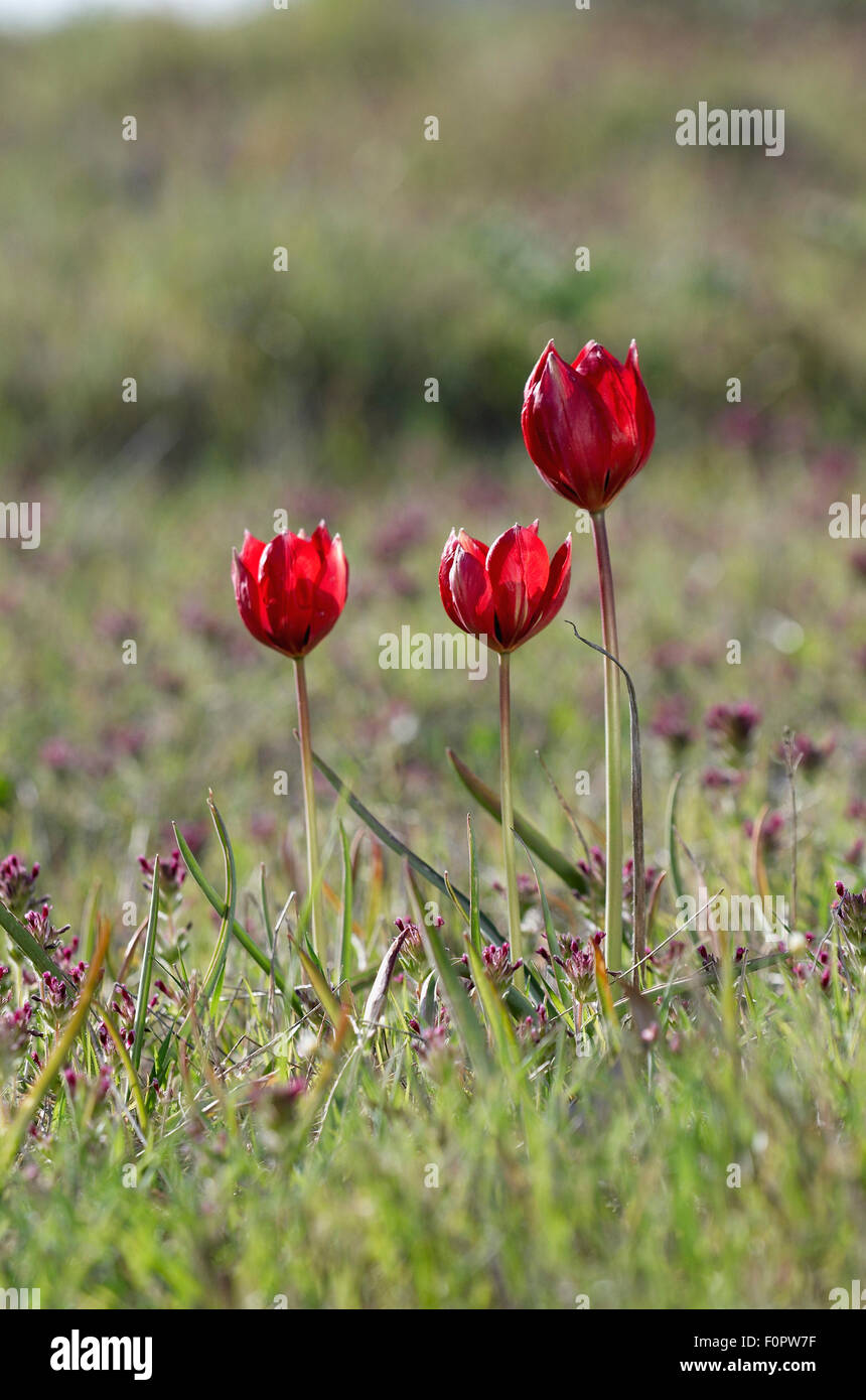 Tulips (Tulipa doerfleri) in flower, Spili, Crete, Greece, April 2009 ...