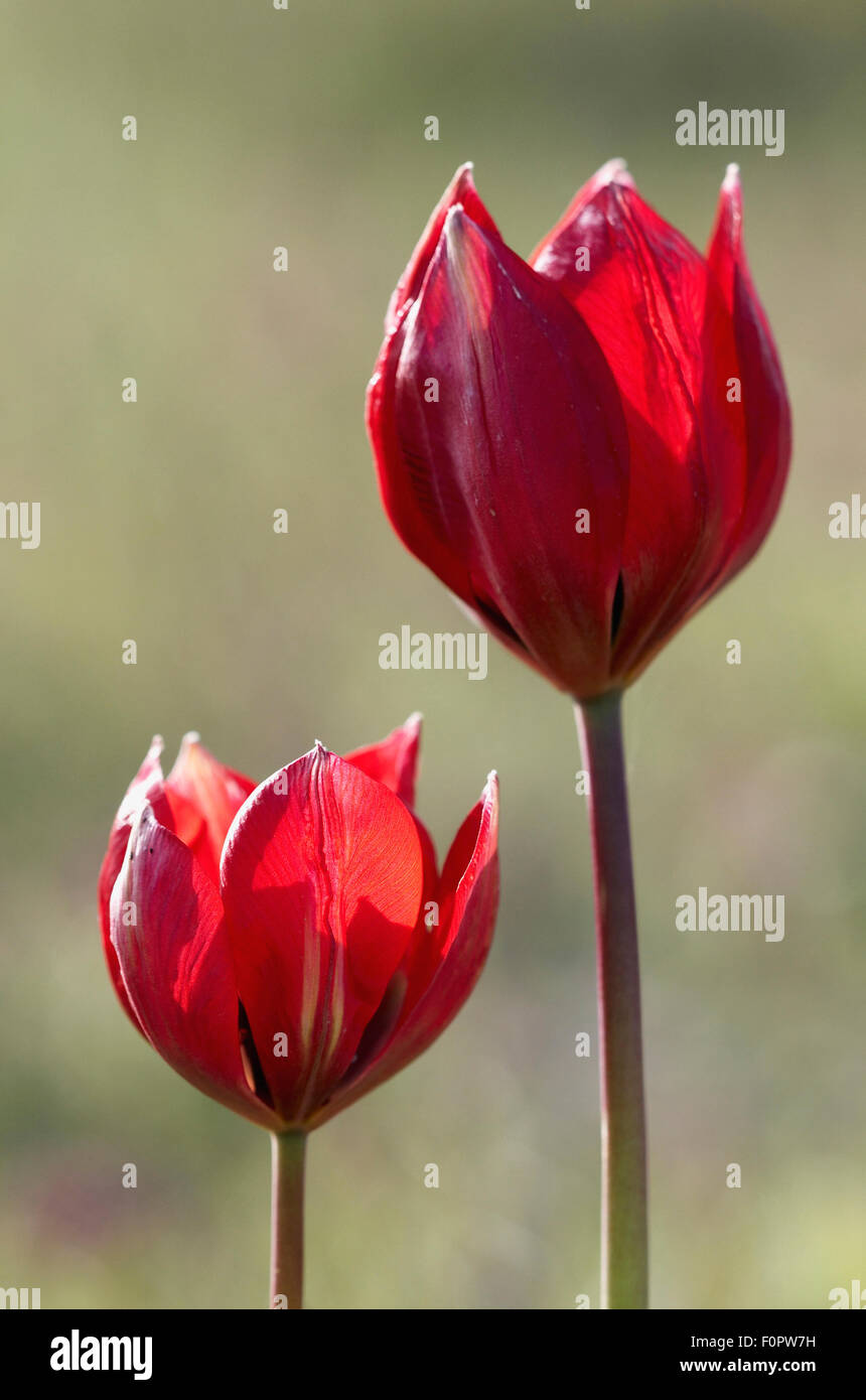Two Tulip (Tulipa doerfleri) flowers, Spili, Crete, Greece, April 2009 ...