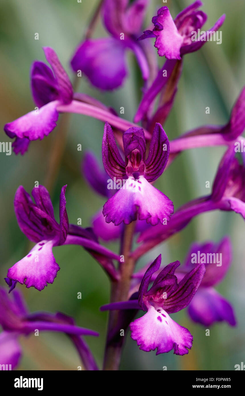 Borys orchid crete hi-res stock photography and images - Alamy