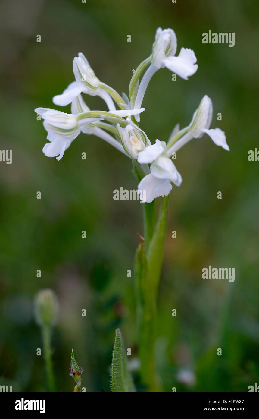 Orchid (Orchis sp) in flower, Spili, Crete, Greece, April 2009 Stock ...