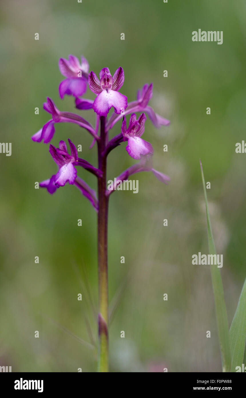 Borys orchid (Orchis boryi) in flower, Spili, Crete, Greece, April 2009 ...