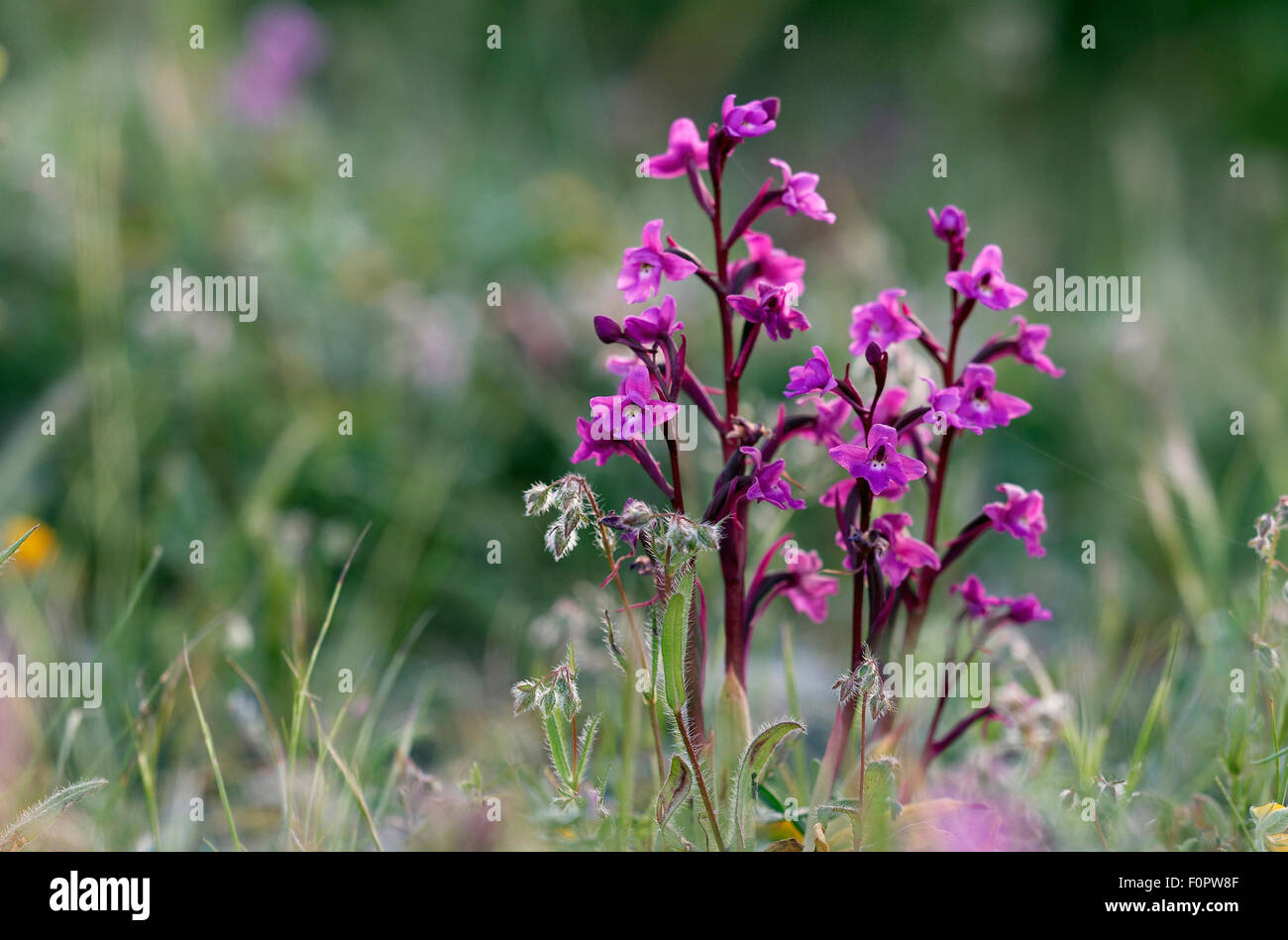 (Orchis quadripunctata) in flower, Spili, Crete, Greece, April 2009 ...