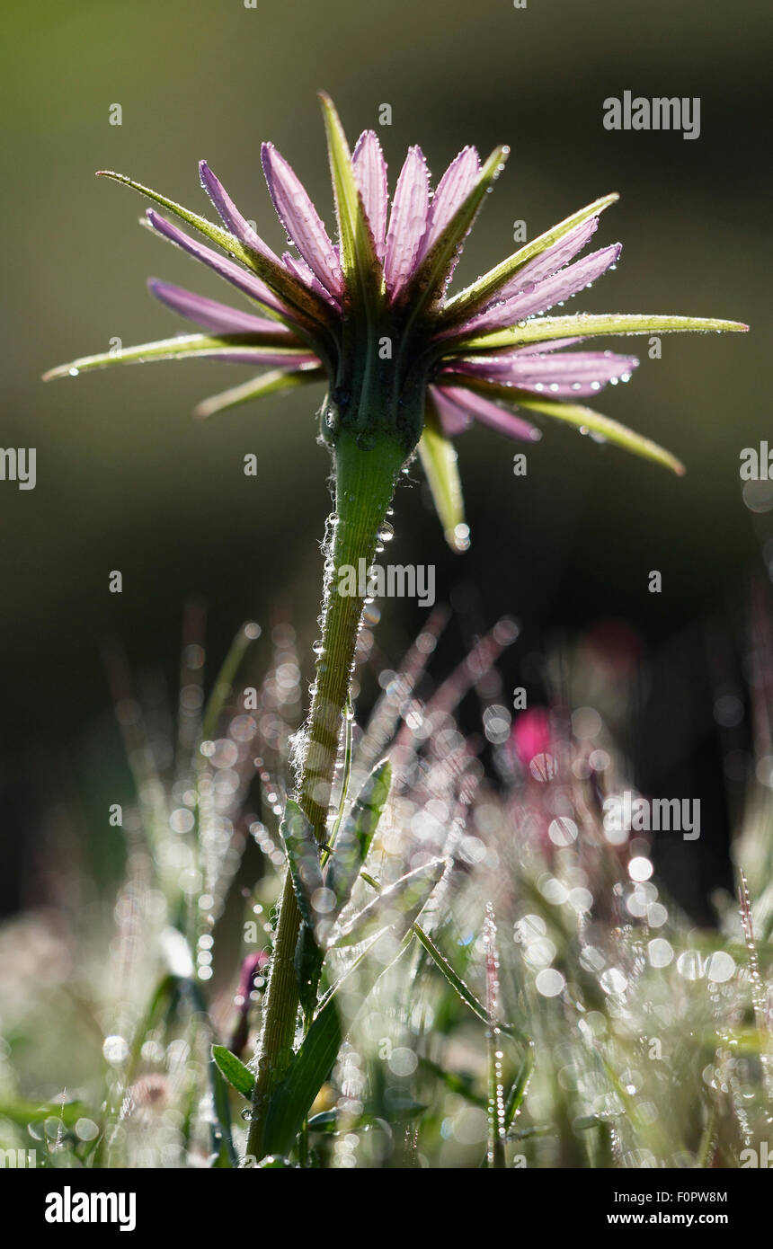 Goatsbeard / White salsify (Tragopogon porrifolius) flower, Spili ...