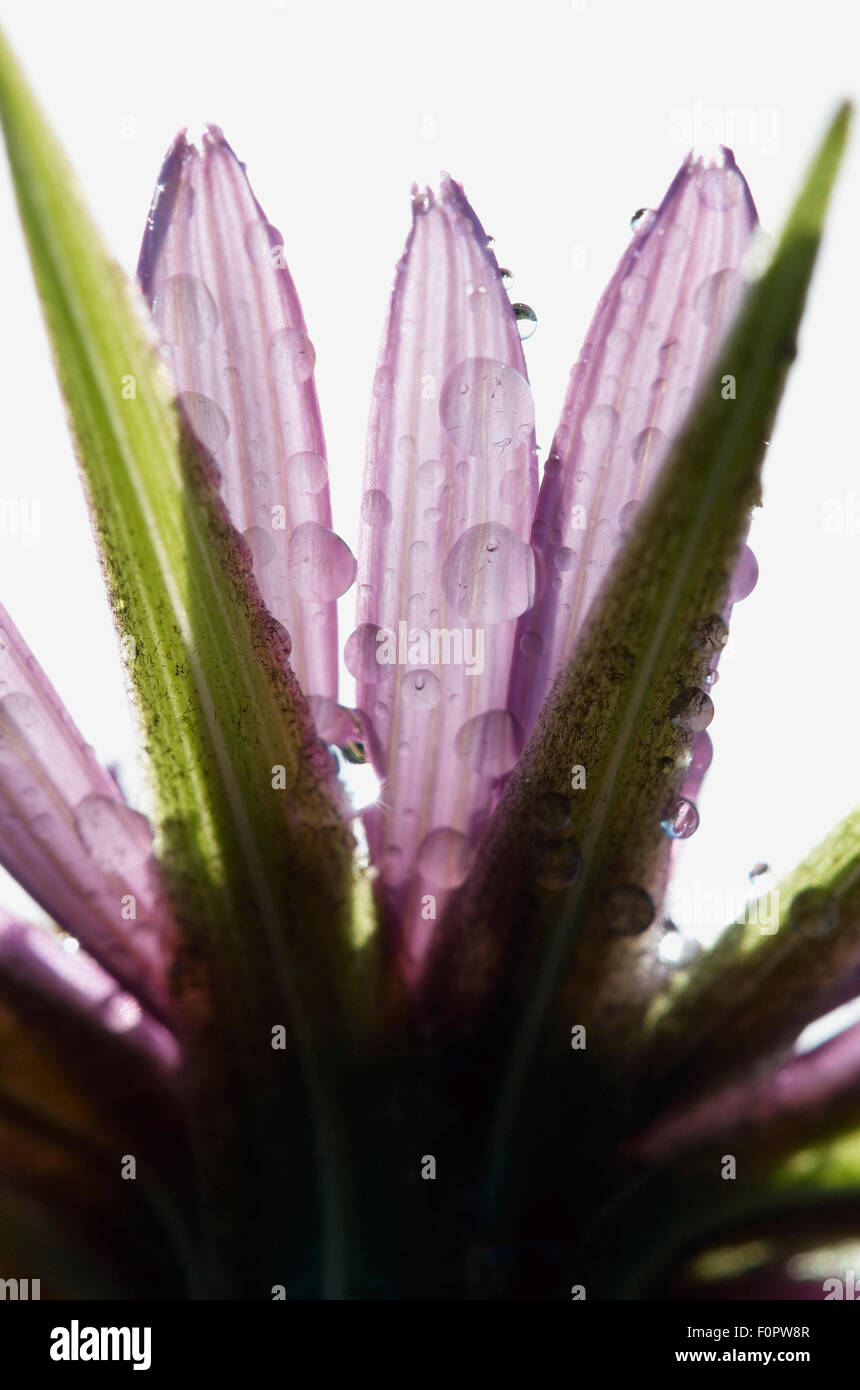 Goat's beard / White salsify (Tragopogon porrifolius) close-up of ...