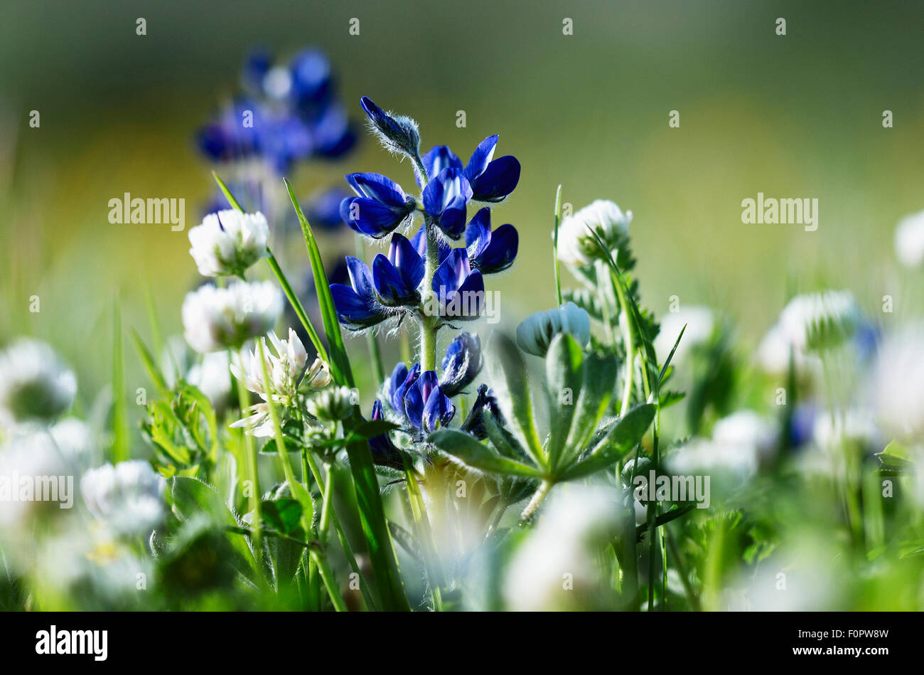 (Lupinus pilosus) in flower, Spili, Crete, Greece, April 2009 Stock ...