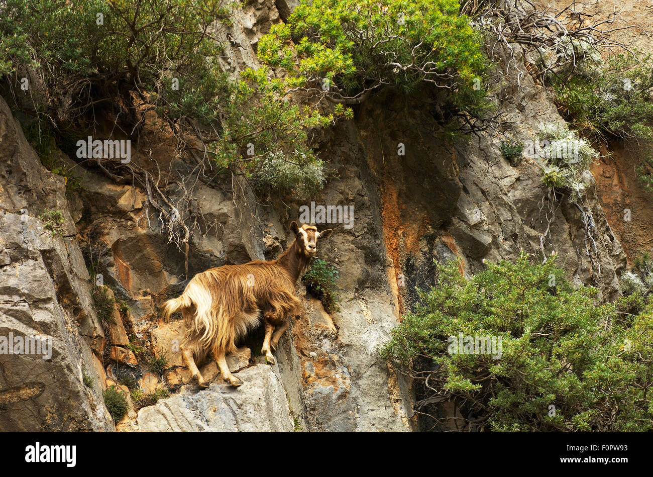 Goat on rock face, Imbros Gorge, Crete, Greece, April 2009 Stock Photo ...