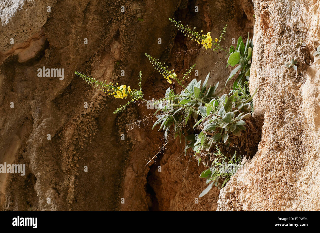 Greek mullein hi-res stock photography and images - Alamy