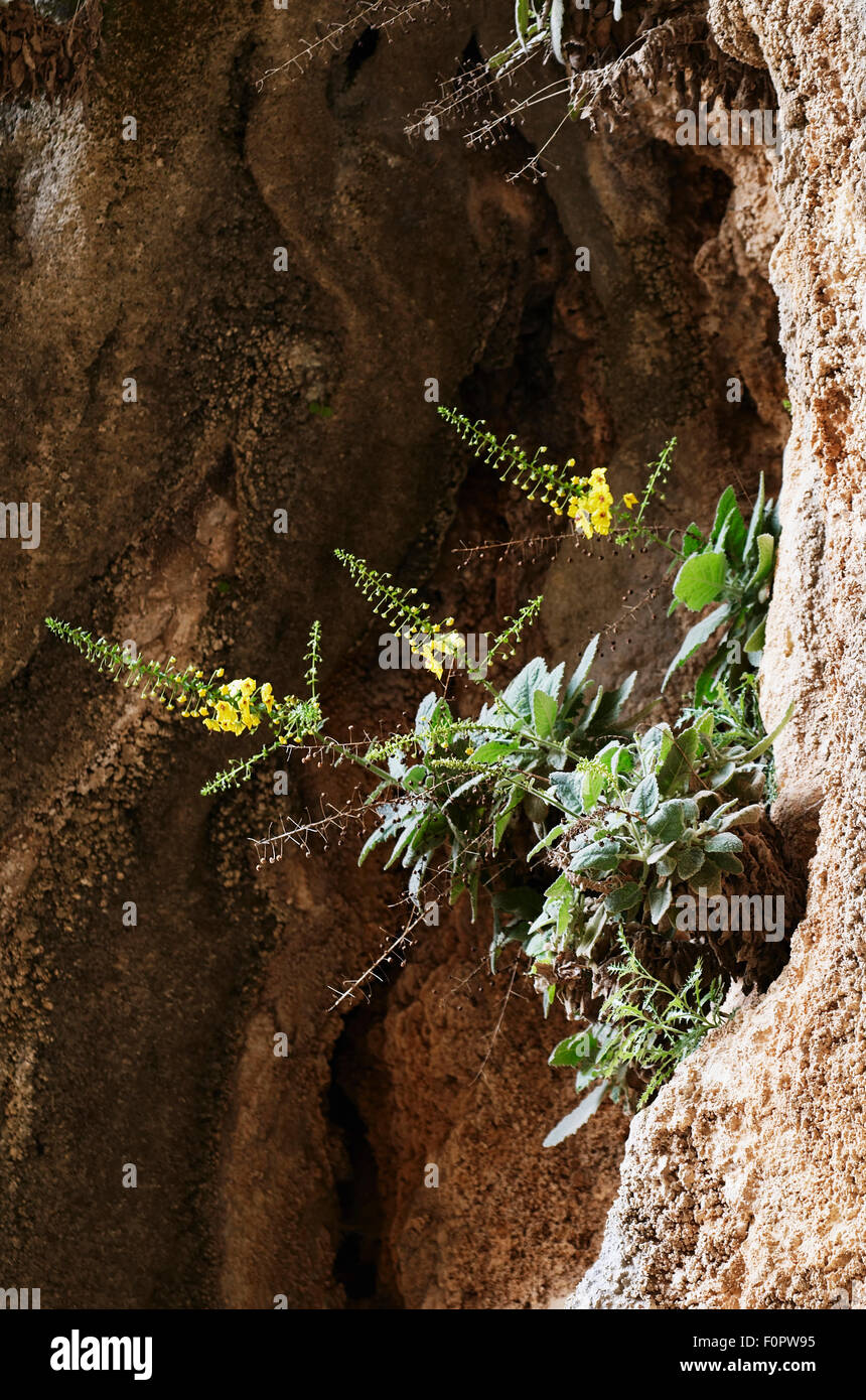 Greek mullein hi-res stock photography and images - Alamy