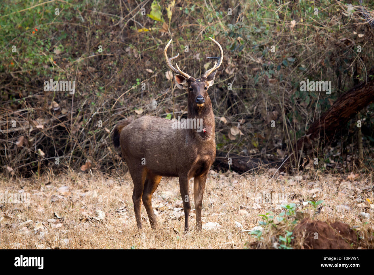 Sambar stag and doe hi-res stock photography and images - Alamy