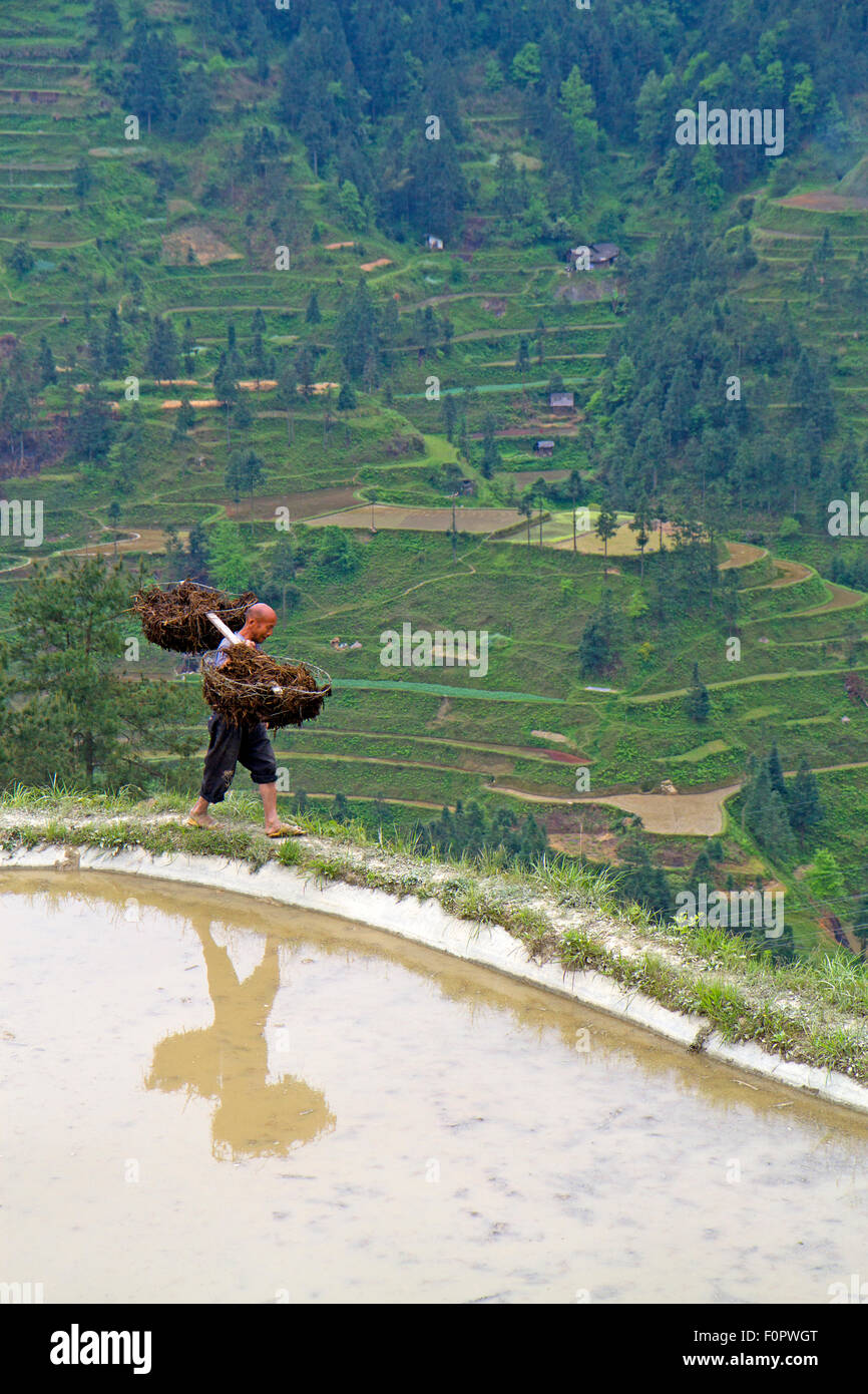 China rice paddy worker hi-res stock photography and images - Alamy