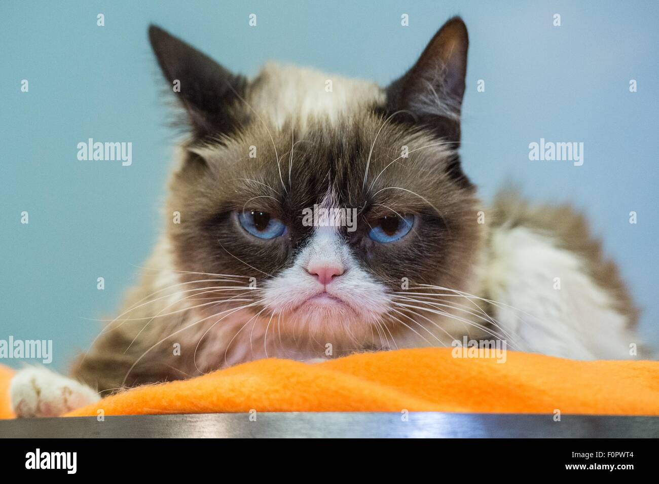 New York, NY, USA. 19th Aug, 2015. Grumpy Cat at a public appearance ...