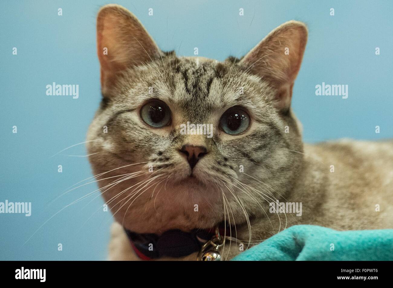 New York, NY, USA. 19th Aug, 2015. Lala Cat at a public appearance for ...