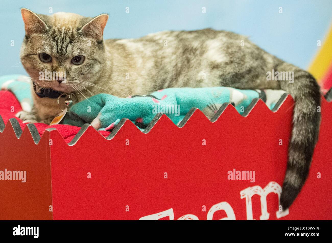 New York, NY, USA. 19th Aug, 2015. Lala Cat at a public appearance for ...