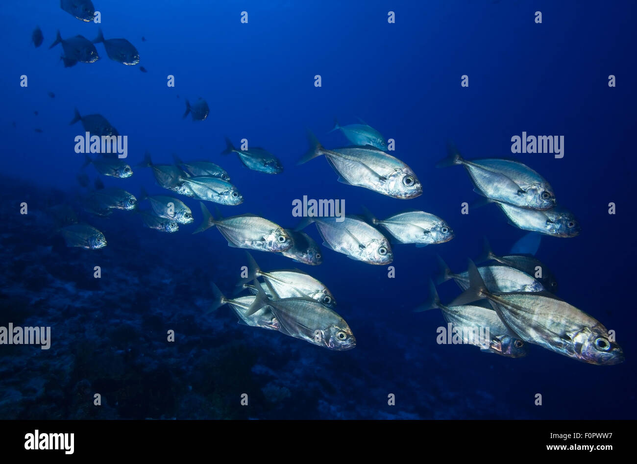 SCHOOL OF JACKFISH SWIMMING IN CLEAR BLUE WATER Stock Photo - Alamy