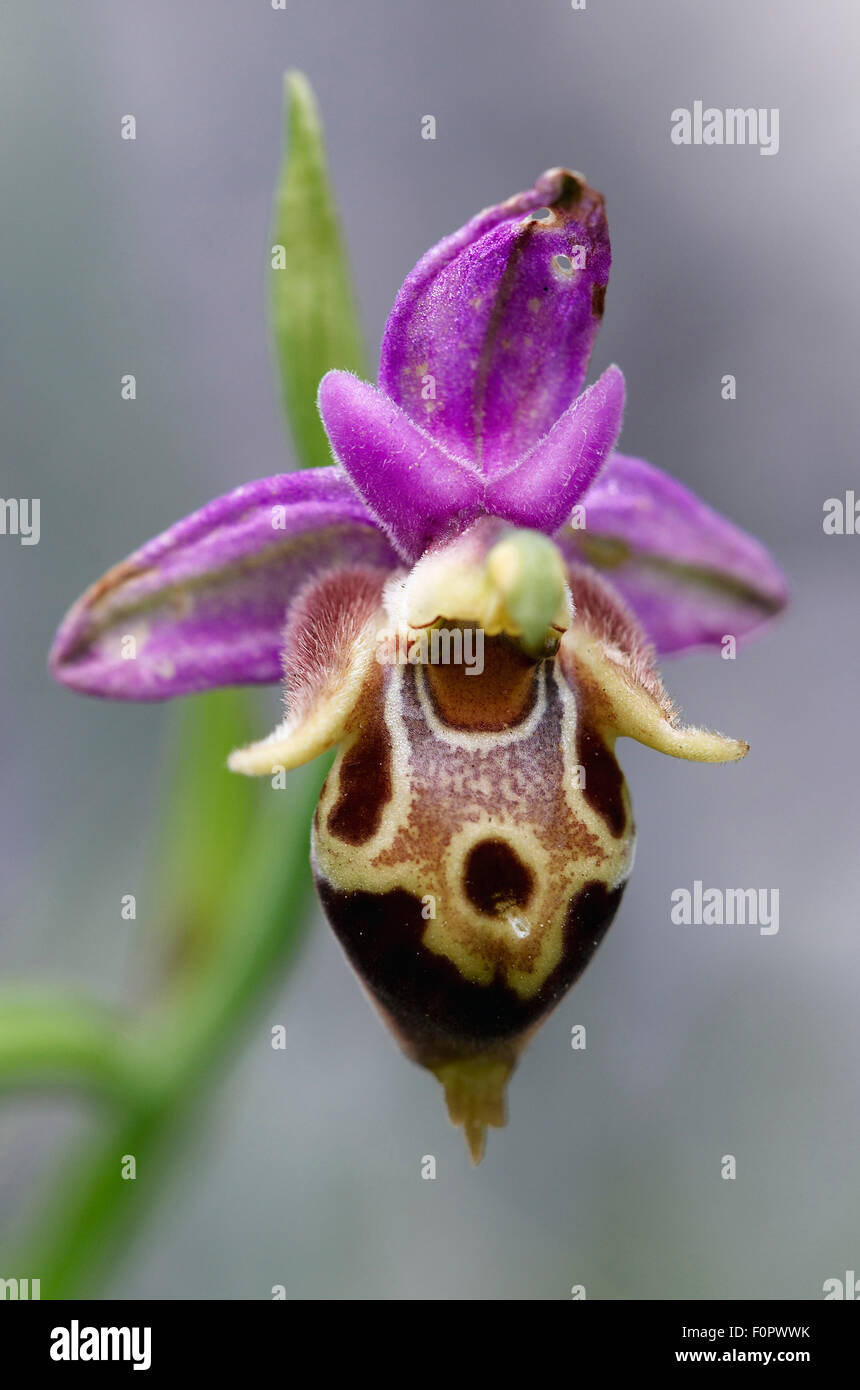 Ophrys genus hi-res stock photography and images - Alamy