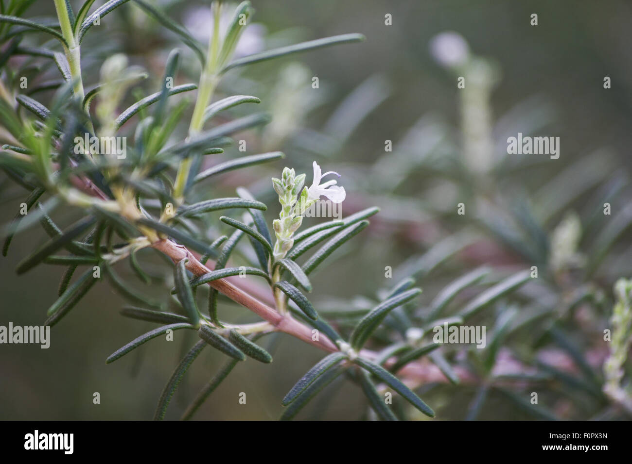 Rosemary plant (Rosmarin officinalis) in a garden Stock Photo - Alamy