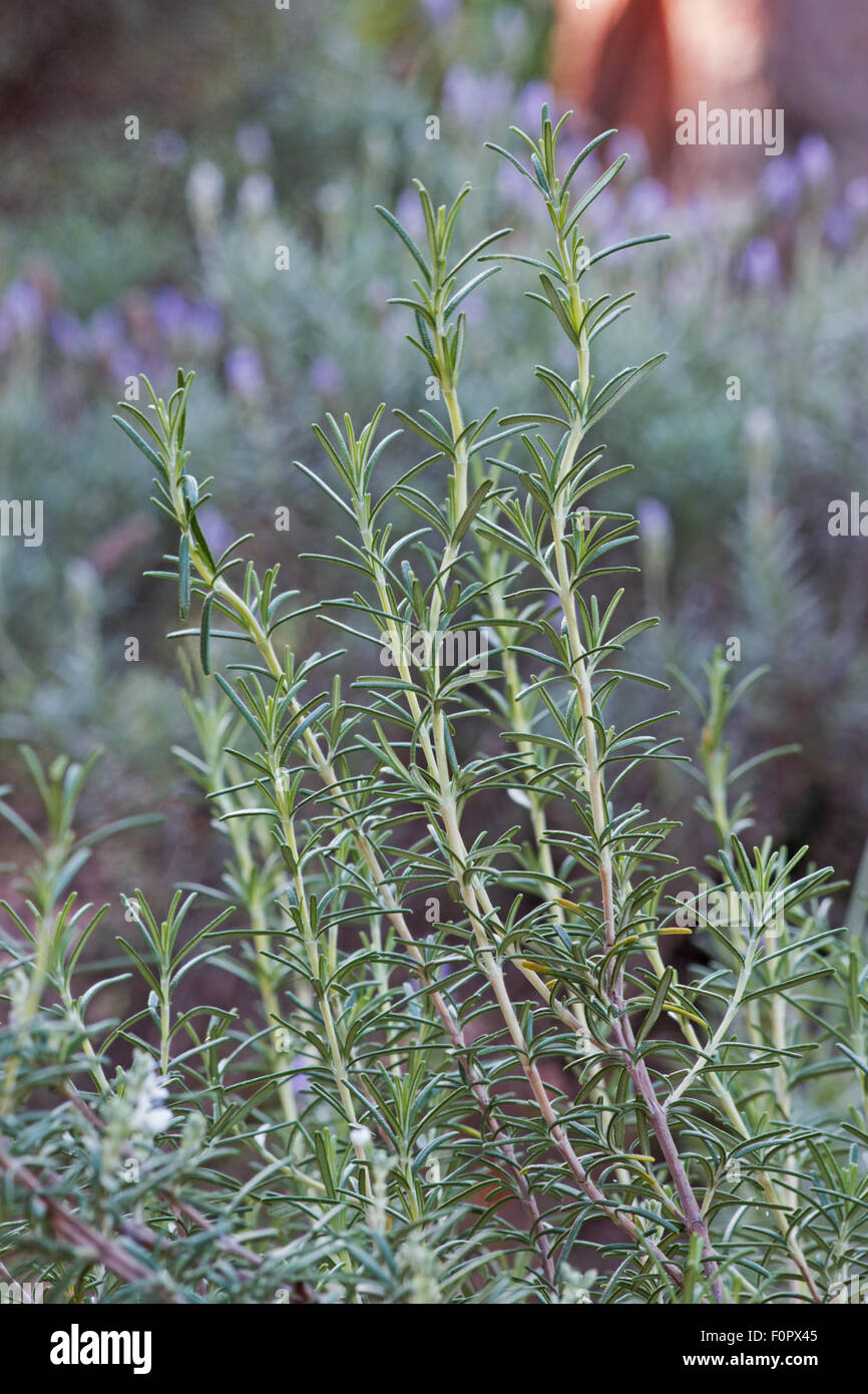 Rosemary plant (Rosmarin officinalis) in a garden Stock Photo - Alamy
