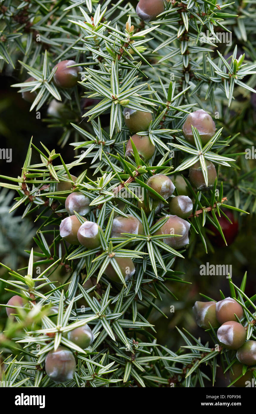 Prickly juniper (Juniperus oxycedrus) with berries, Falassarna, Crete ...