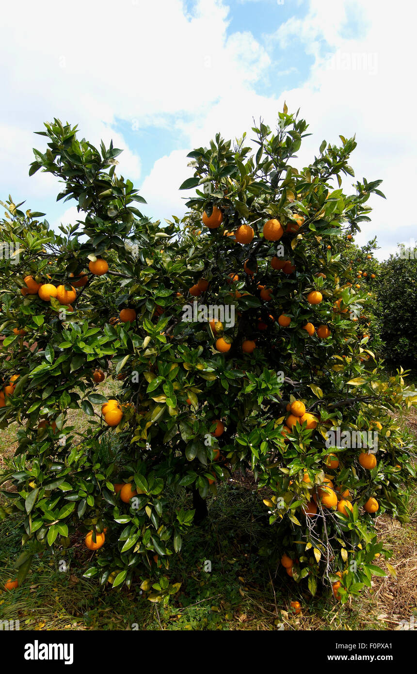 Orange tree (Citrus sinensis) with fruit, Crete, Greece, April 2009 ...