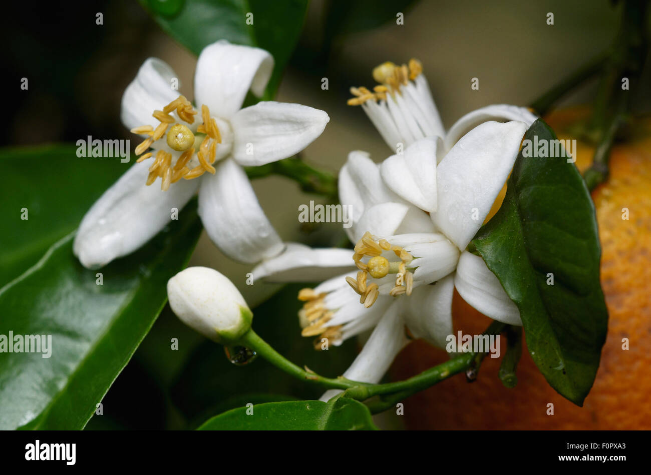 Orange tree citrus sinensis hi-res stock photography and images - Alamy