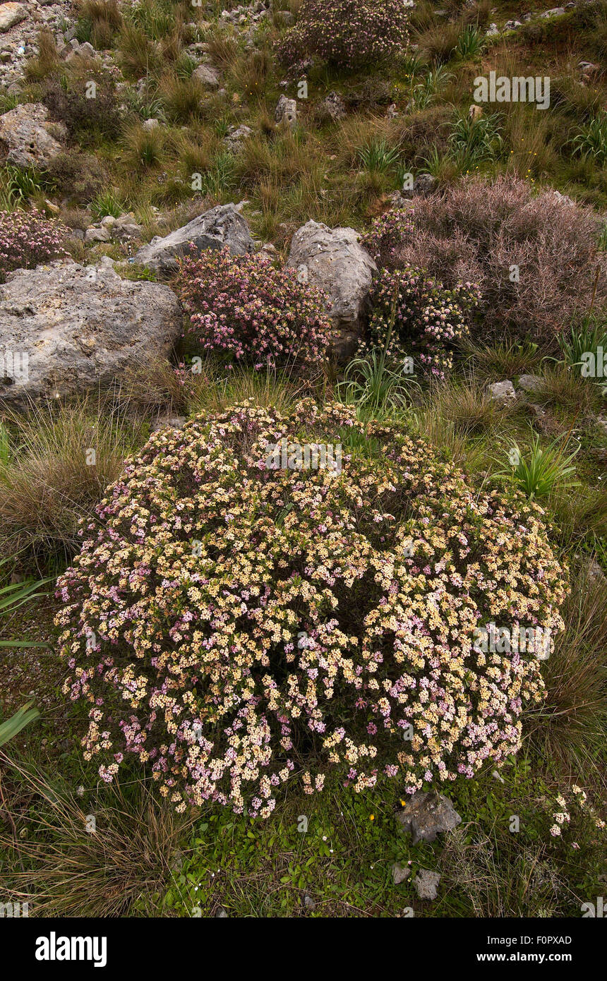(Daphne sericea) in flower, Crete, Greece, April 2009 Stock Photo - Alamy