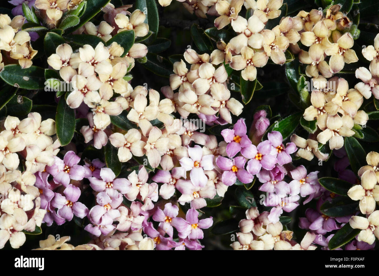 Daphne sericea hi-res stock photography and images - Alamy
