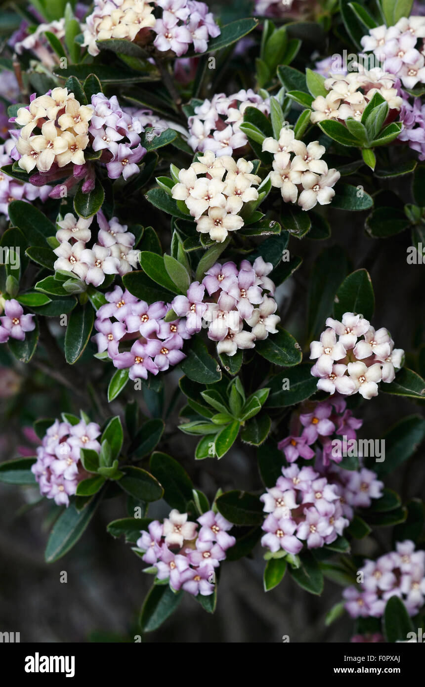 Daphne sericea daphne sericea hi-res stock photography and images - Alamy