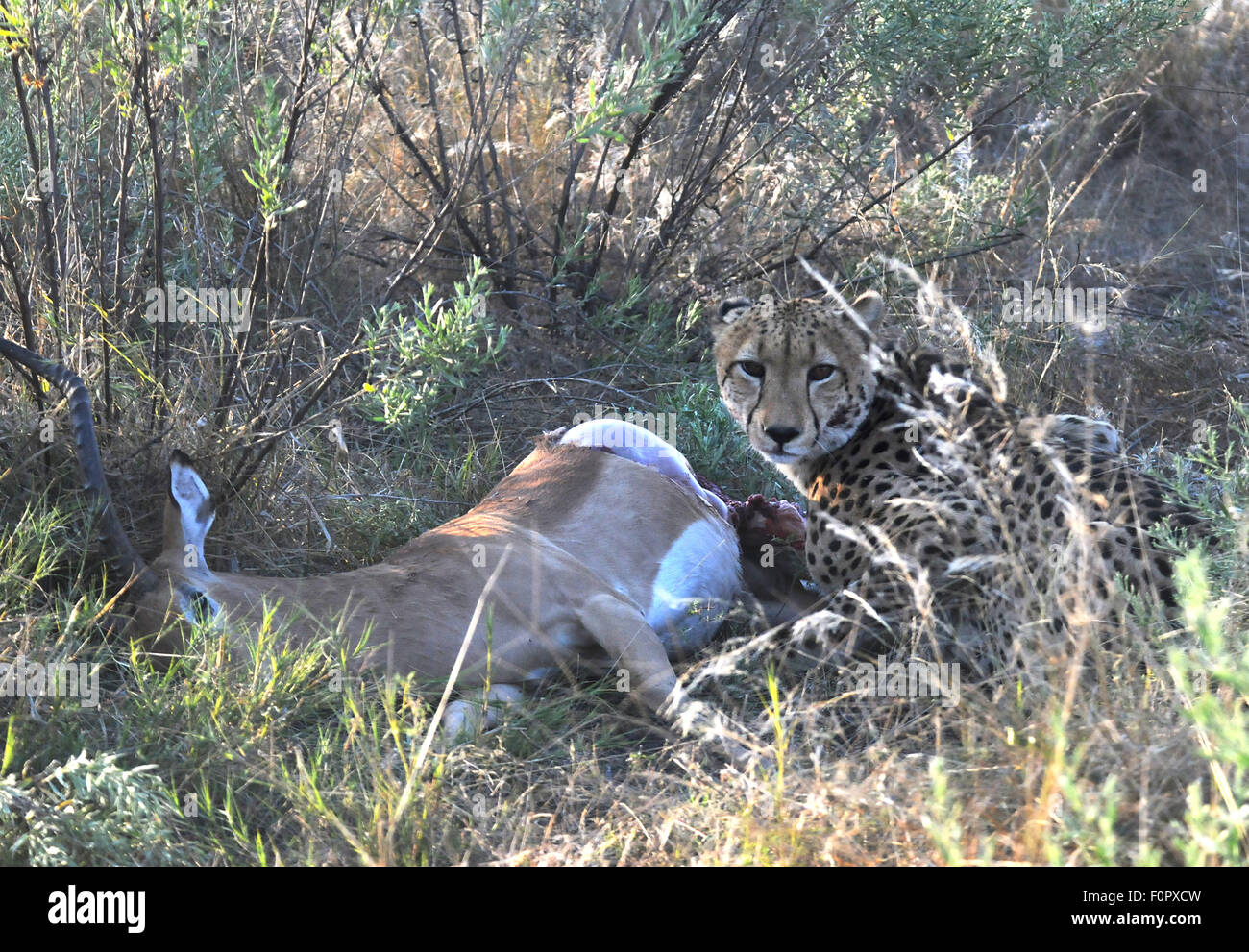 Cheetah with impala kill Stock Photo - Alamy