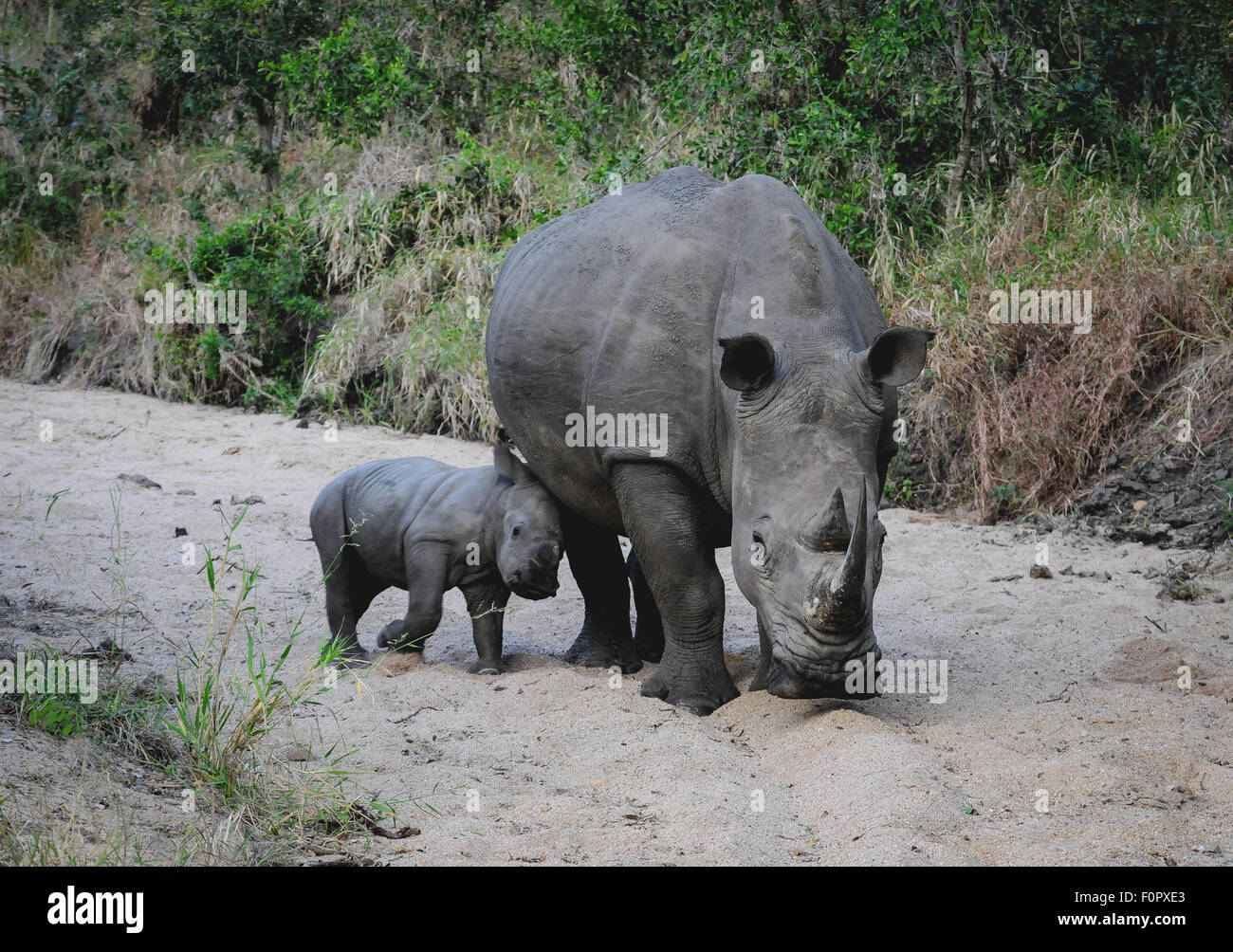 Gives its mother a loving nuzzle hi-res stock photography and images ...
