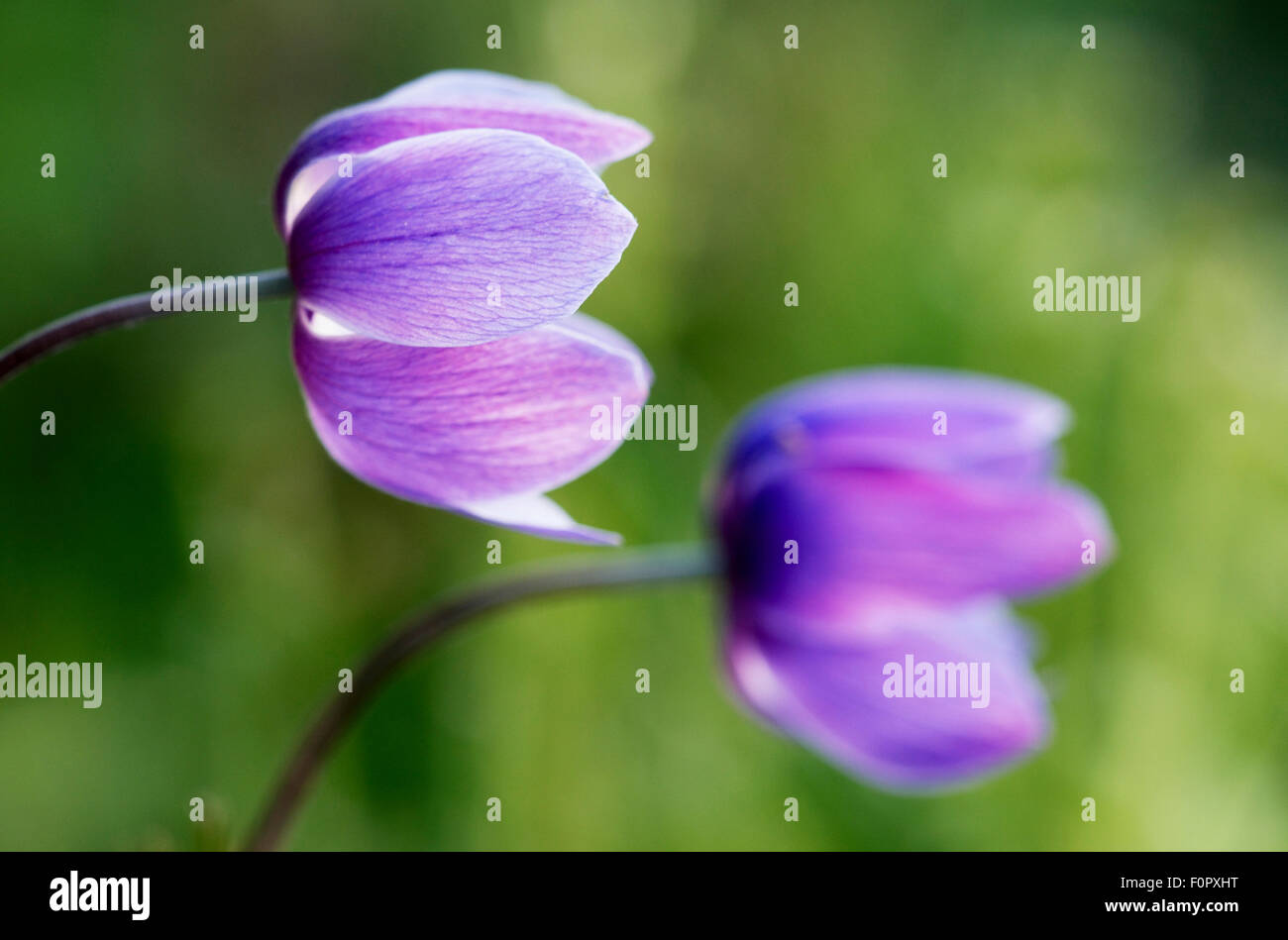 Two Poppy anemone (Anemone coronaria) flowers, Omalos, Crete, Greece ...