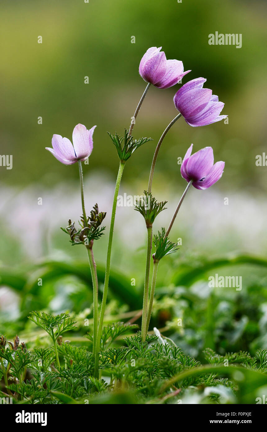 Poppy anemones (Anemone coronaria) in flower, Omalos, Crete, Greece ...