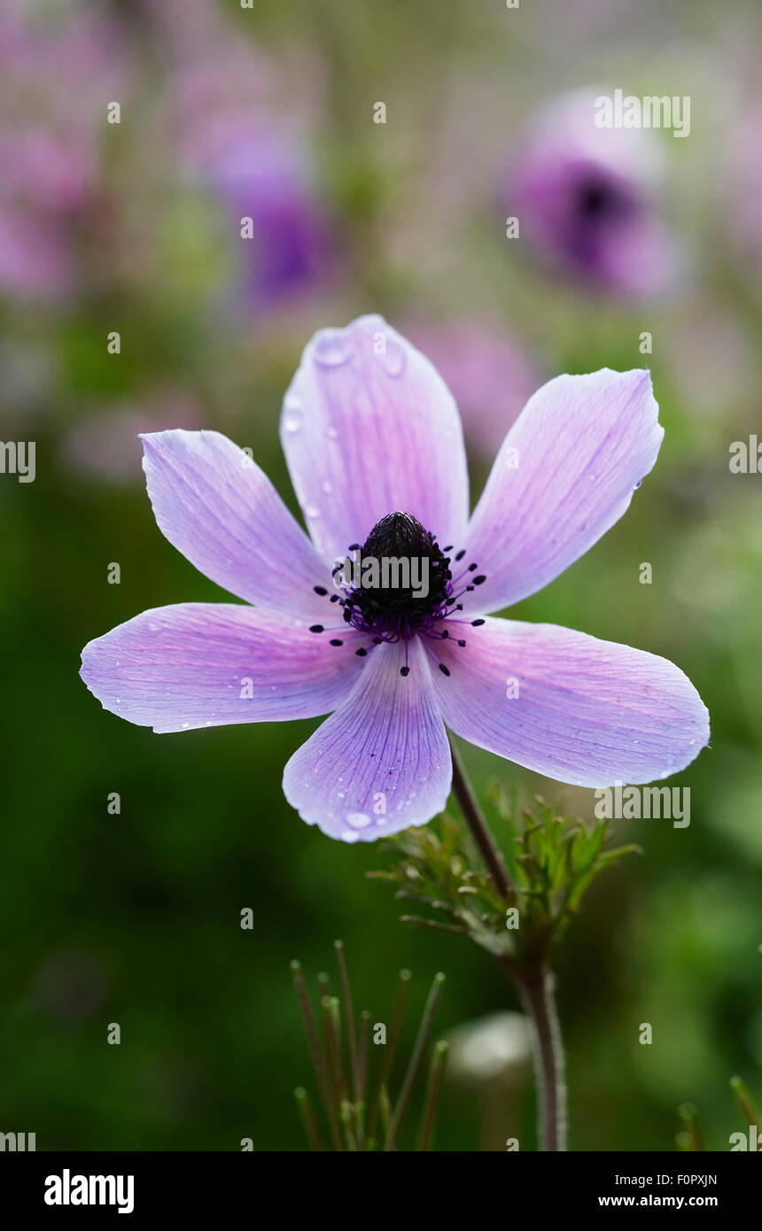 Poppy anemone (Anemone coronaria) flower, Omalos, Crete, Greece, April ...