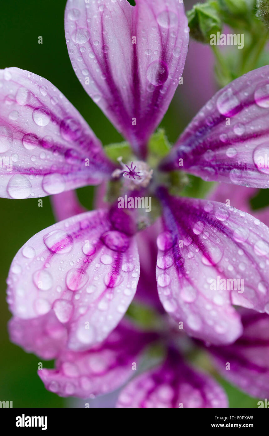 Common mallow (Malva sylvestris) covered in raindrops, Kandanos, Crete ...
